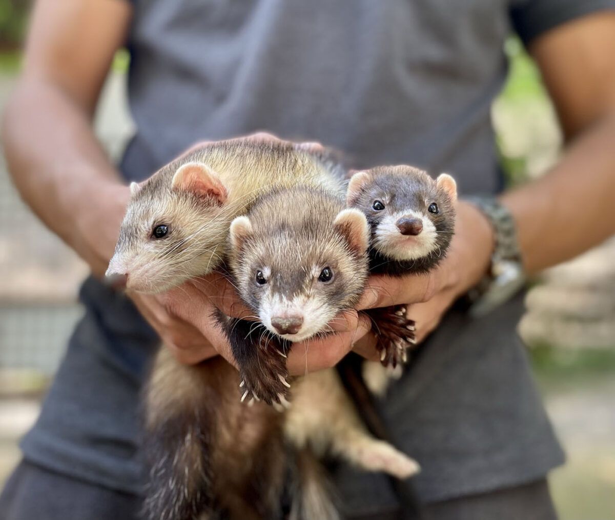 Furets